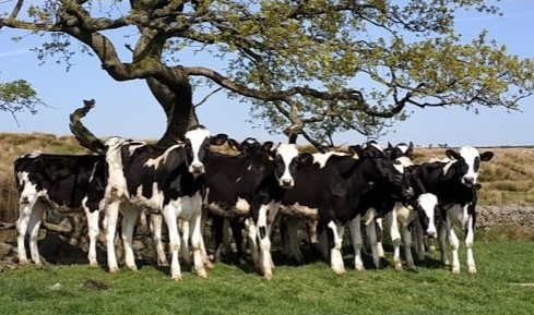 Dalehead Farm Newsletters