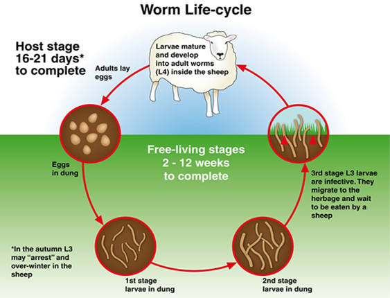 Vermicides and vermifuges: Anthelminthics in pharmacy practice ...